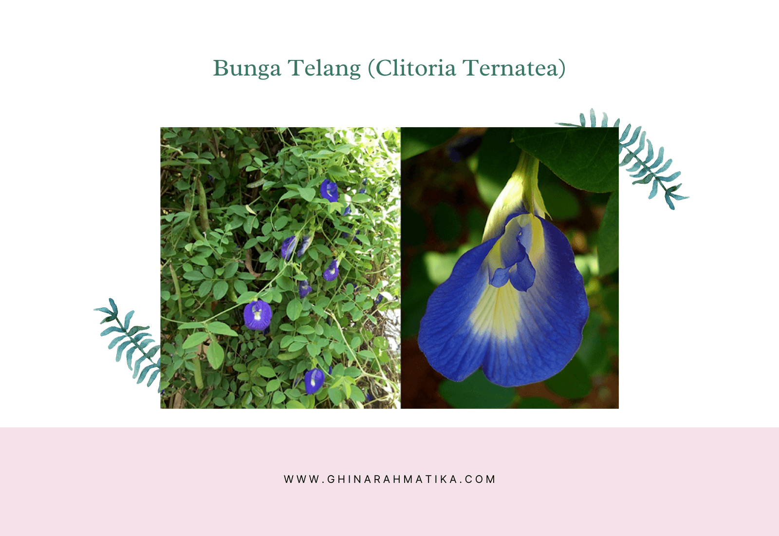 Bunga Telang Untuk Cantik Luar Dalam